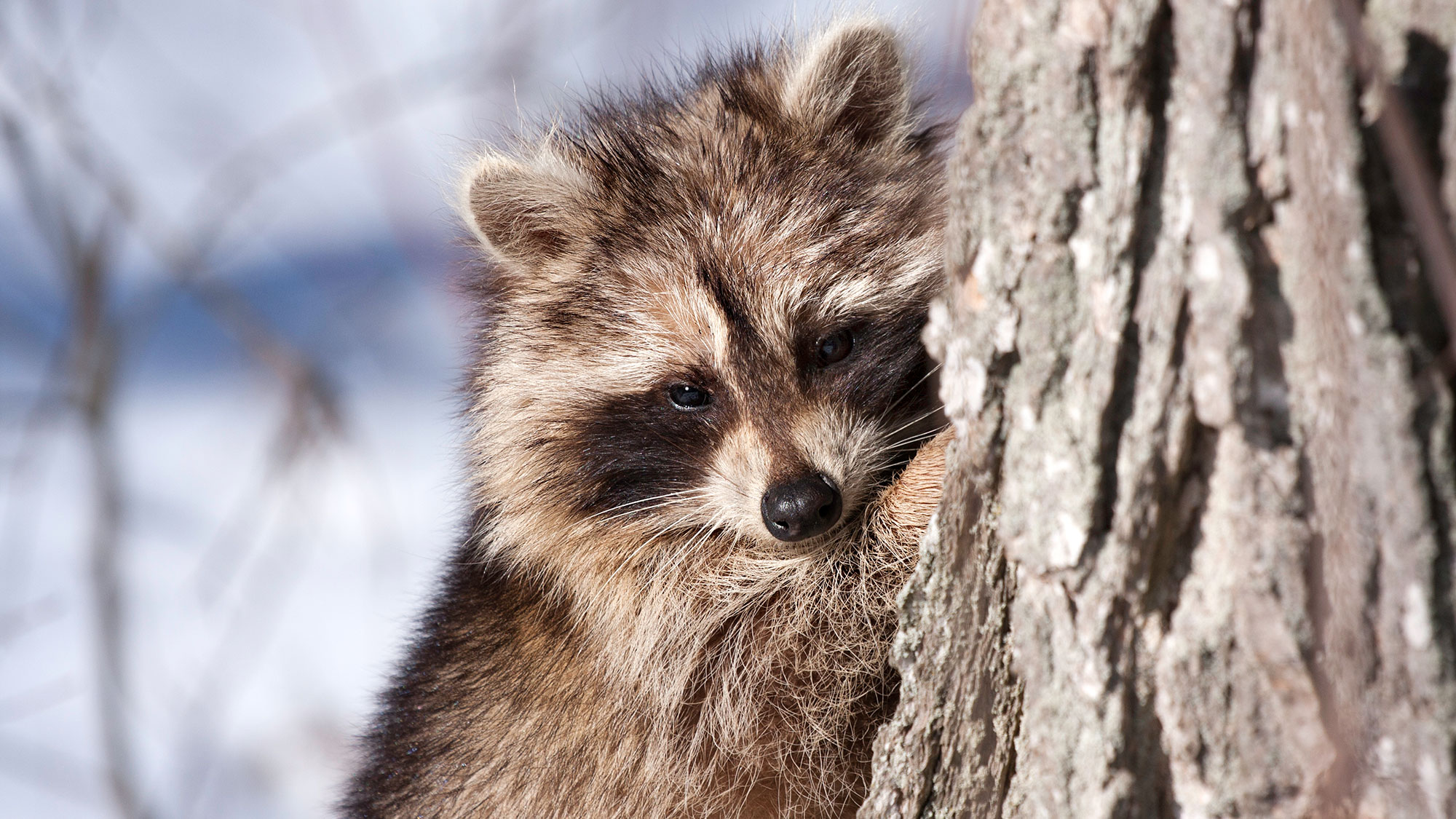 4 Ways Animals Stay Warm Through Winter | National Inventors Hall of Fame®