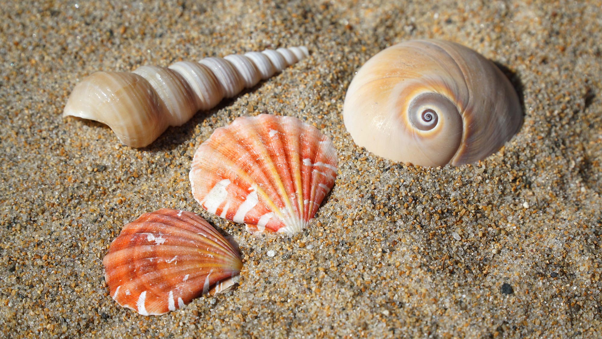 Where Do Seashells Come From? | National Inventors Hall of Fame®