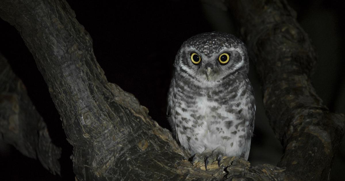 Experience Nature at Night by Observing Nocturnal Animals | National ...