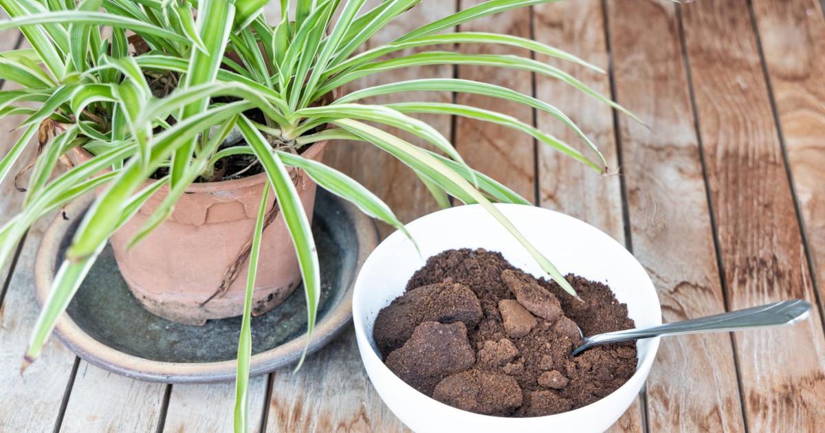 STEM Activity: Coffee Compost | National Inventors Hall of Fame®